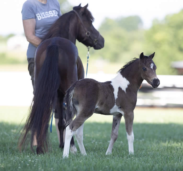 Miniature Yearling Colts offered at MiniHorseSales.com