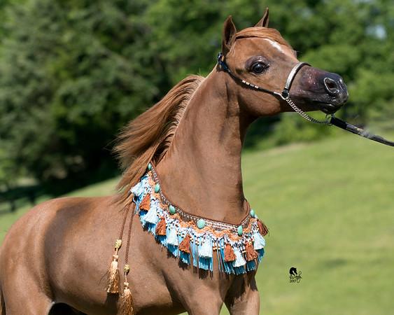 Miniature Stallions for Sale Age 3 & Older