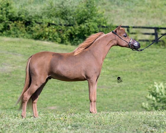 Miniature Stallions for Sale Age 3 & Older