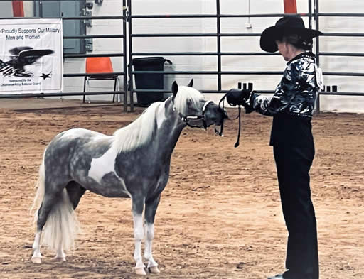 Miniature Geldings for Sale from MiniHorseSales.com