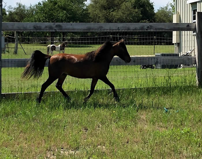 Miniature Geldings for Sale from MiniHorseSales.com