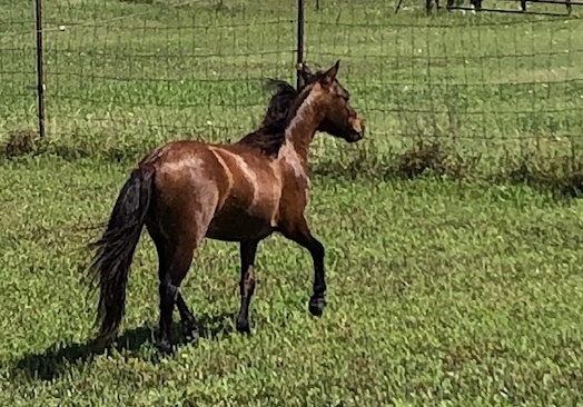 Miniature Geldings for Sale from MiniHorseSales.com