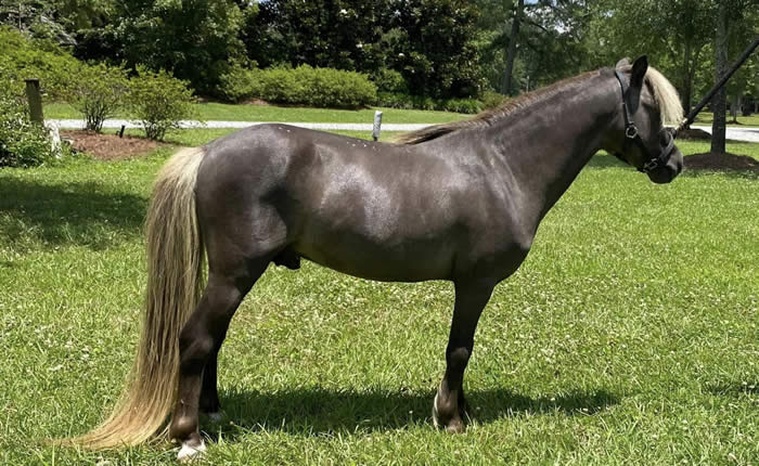 Miniature Stallions for Sale Age 3 & Older