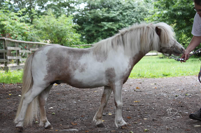 Miniature Stallions for Sale Age 3 & Older