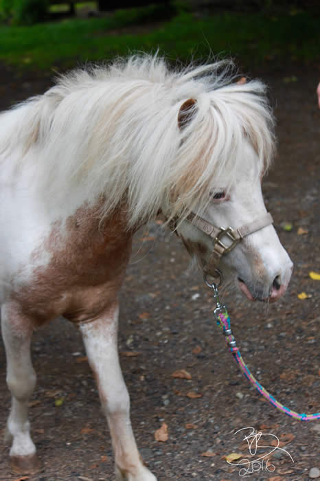 Miniature Stallions for Sale Age 3 & Older