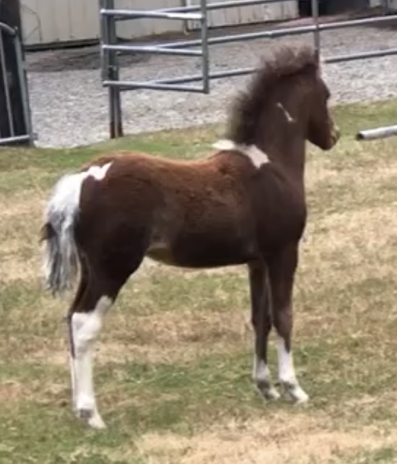 Miniature Yearling Colts offered at MiniHorseSales.com