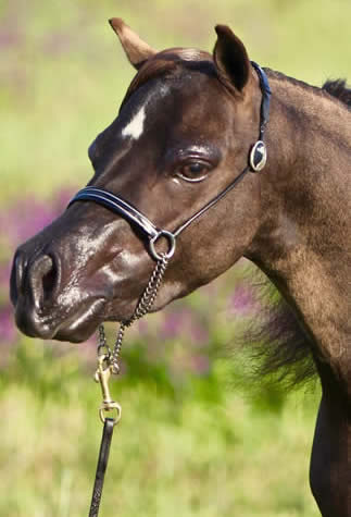 Miniature Stallions for Sale Age 3 & Older