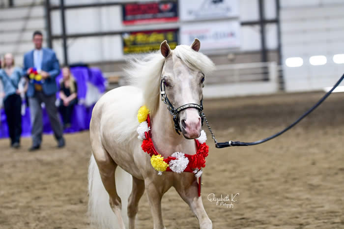 Miniature Geldings for Sale from MiniHorseSales.com