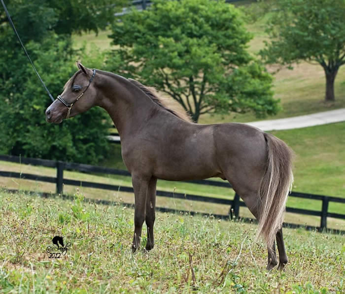 Miniature Stallions for Sale Age 3 & Older