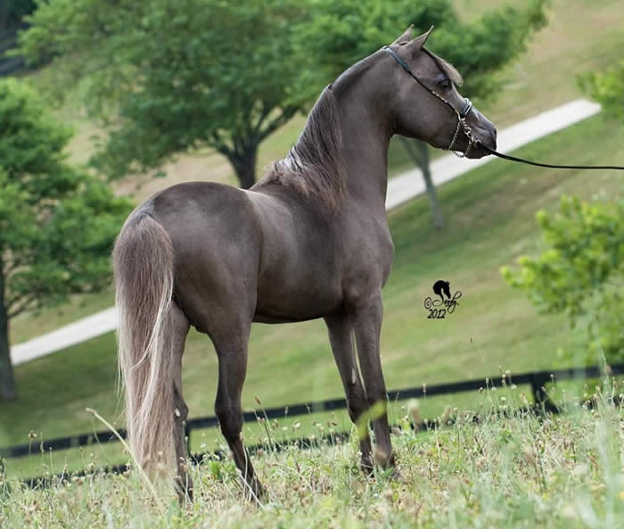 Miniature Stallions for Sale Age 3 & Older