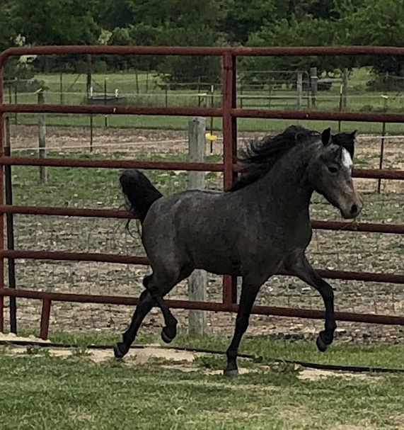 Miniature Geldings for Sale from MiniHorseSales.com