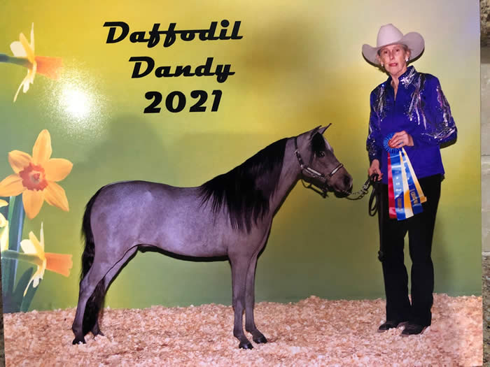 Miniature Geldings for Sale from MiniHorseSales.com