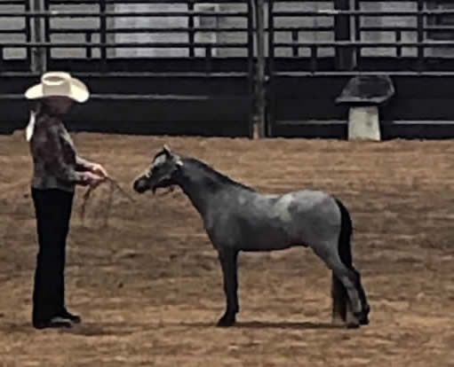 Miniature Geldings for Sale from MiniHorseSales.com