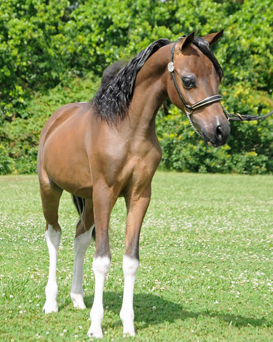 Miniature Yearling Colts offered at MiniHorseSales.com