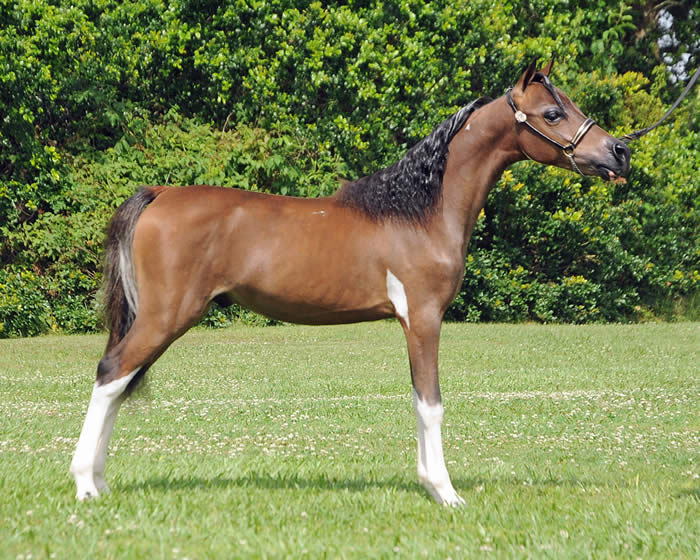 Miniature Yearling Colts offered at MiniHorseSales.com