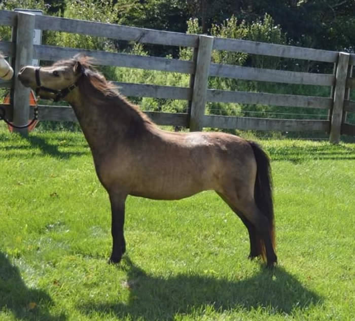 Miniature Horse Auctions