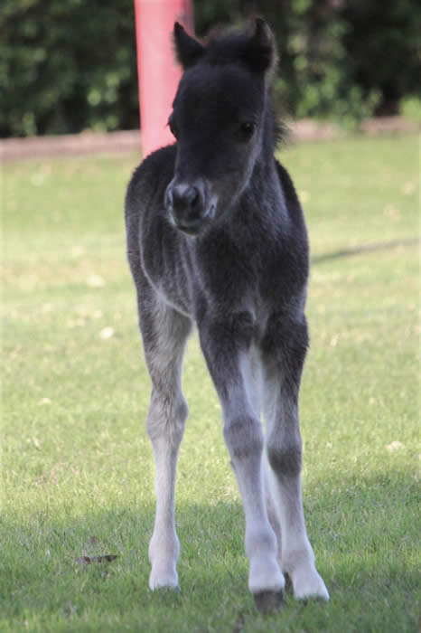 4H Pet Miniature Stallions for Sale to good homes