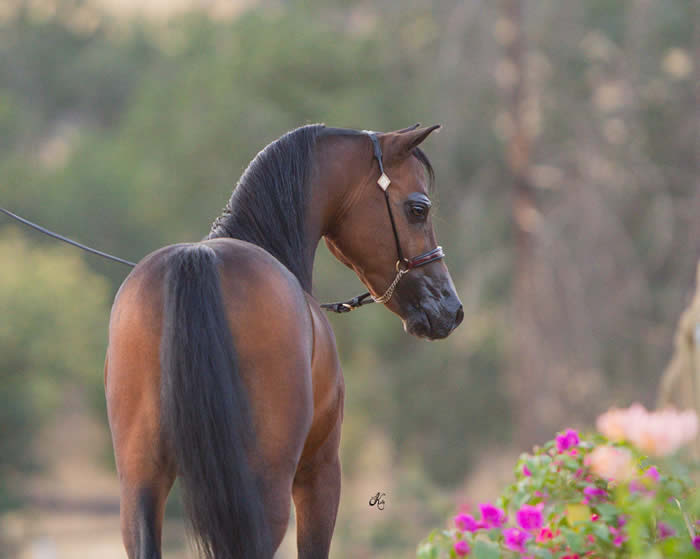 Miniature Stallions for Sale Age 3 & Older