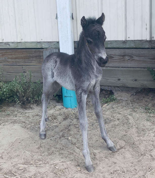 4H Pet Miniature Stallions for Sale to good homes