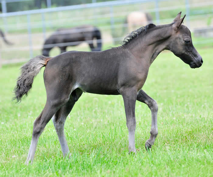 Miniature Yearling Colts offered at MiniHorseSales.com