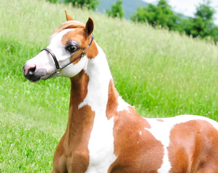 Miniature Yearling Colts offered at MiniHorseSales.com