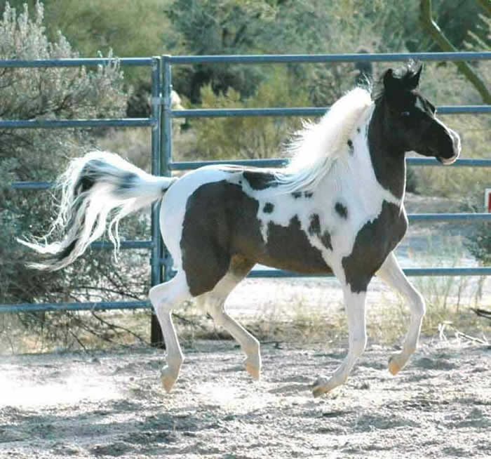 Miniature Stallions for Sale Age 3 & Older