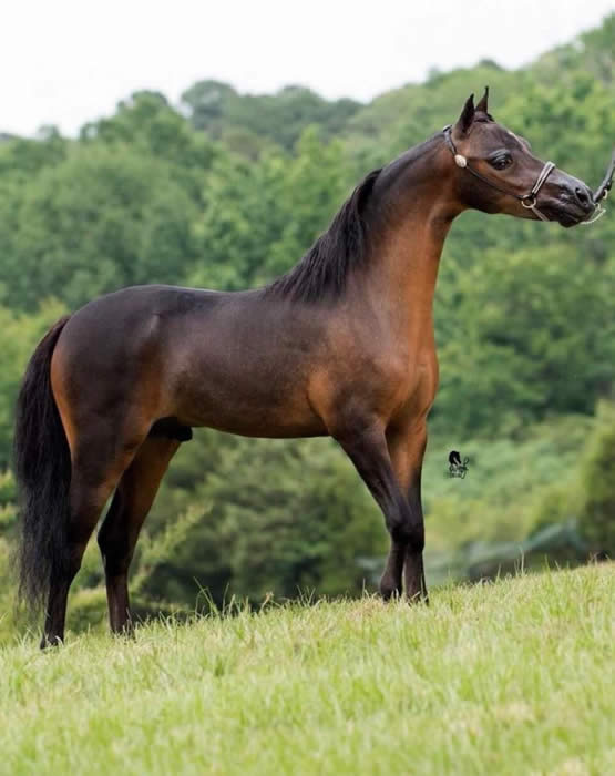 Miniature Geldings for Sale from MiniHorseSales.com