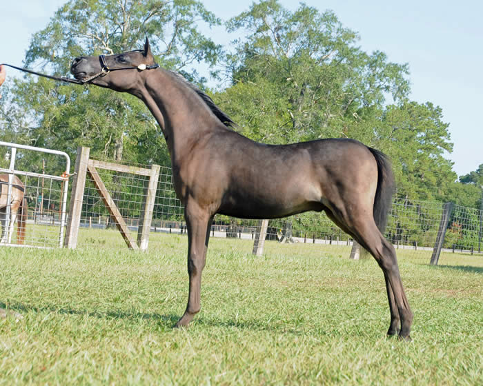 Miniature Weanling Colts offered at MiniHorseSales.com