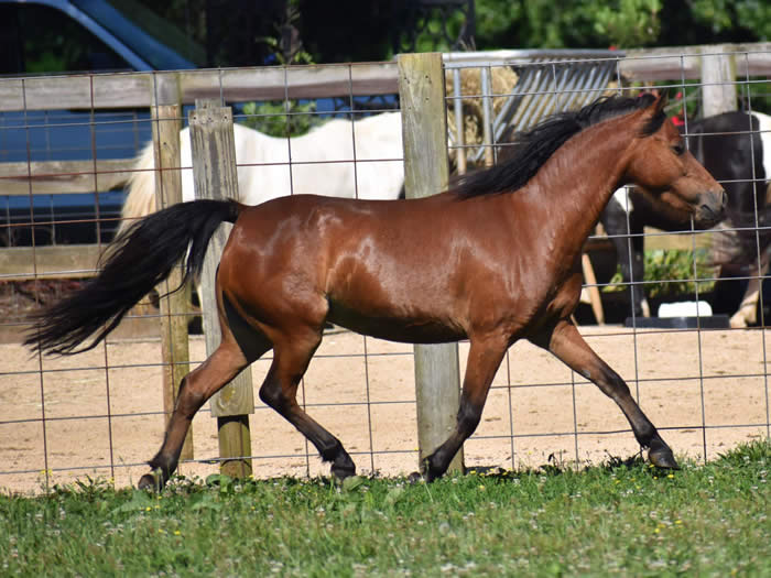 Miniature Mares for Sale from top US breeders