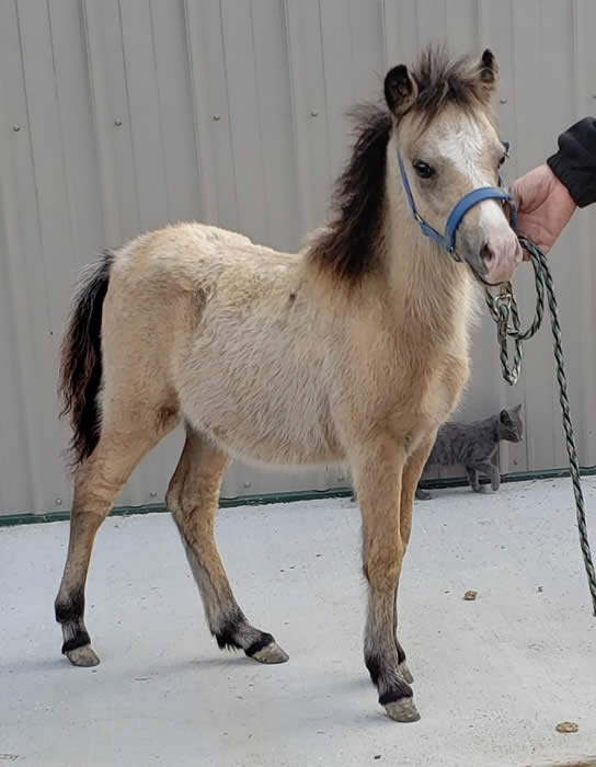 Mini Horse Junior Geldings for Sale