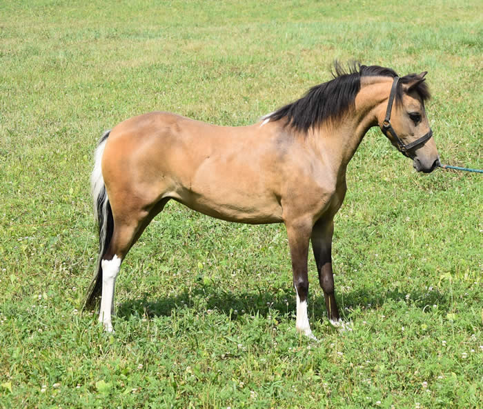 Miniature Mares for Sale from top US breeders