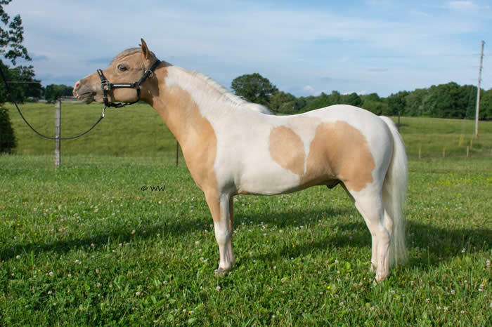 Miniature Geldings for Sale from MiniHorseSales.com