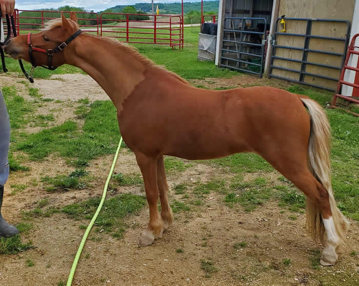 Miniature Geldings for Sale from MiniHorseSales.com