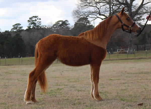 4H Pet Miniature Stallions for Sale to good homes