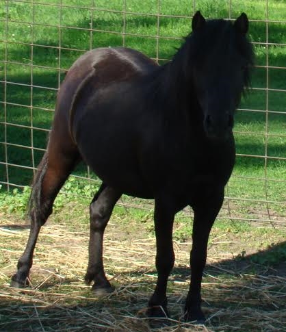 Miniature Mares for Sale from top US breeders