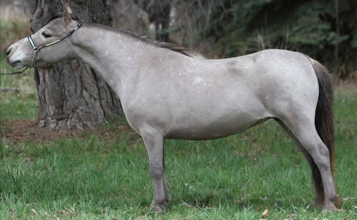 Miniature Mares for Sale from top US breeders