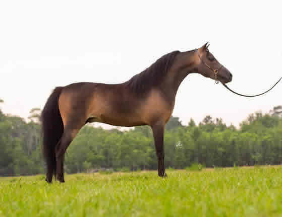 Premier Stallions offered by MiniHorseSales