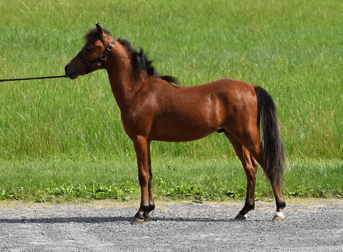 4H Pet Miniature Stallions for Sale to good homes