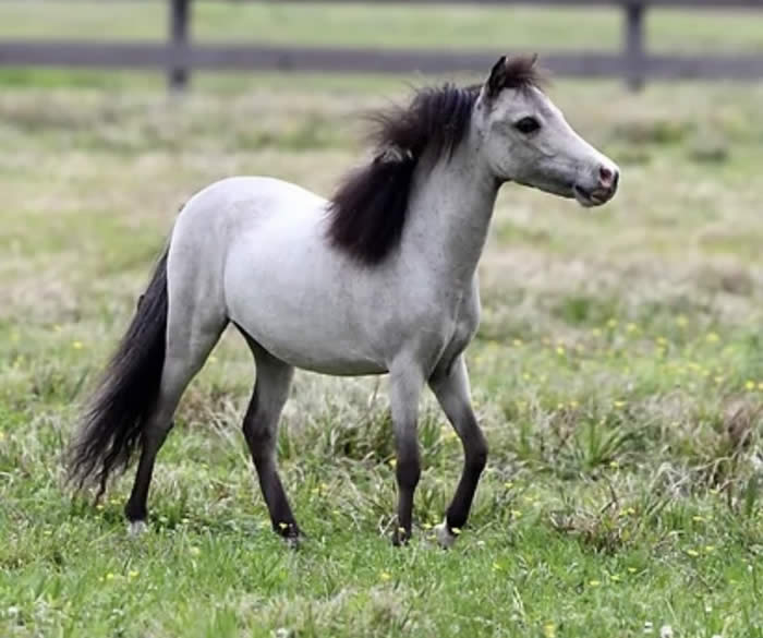 Miniatiure Horse Broodmares for Sale in the USA and Canada