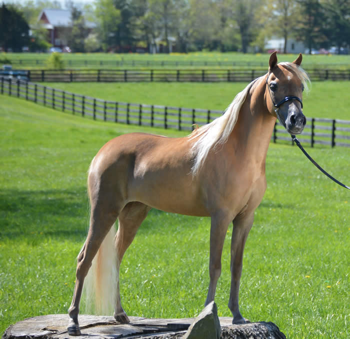 4H Pet Miniature Mares looking for good homes