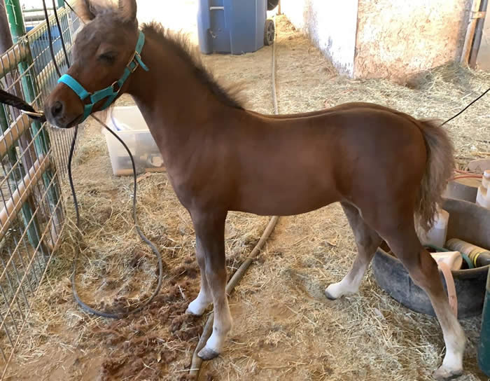 Miniature Yearling Colts offered at MiniHorseSales.com