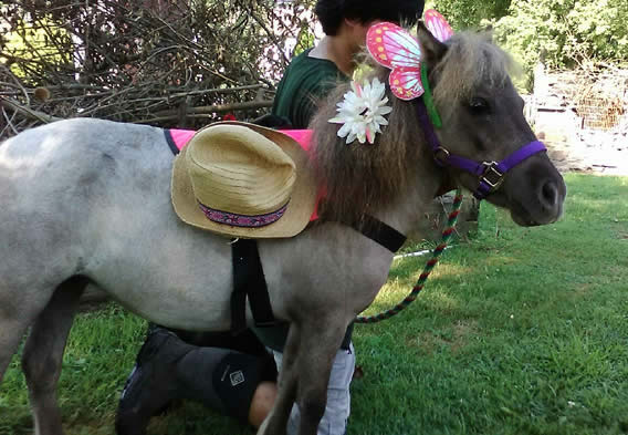MiniHorse Sales offers Therapy Trained Miniature Mares