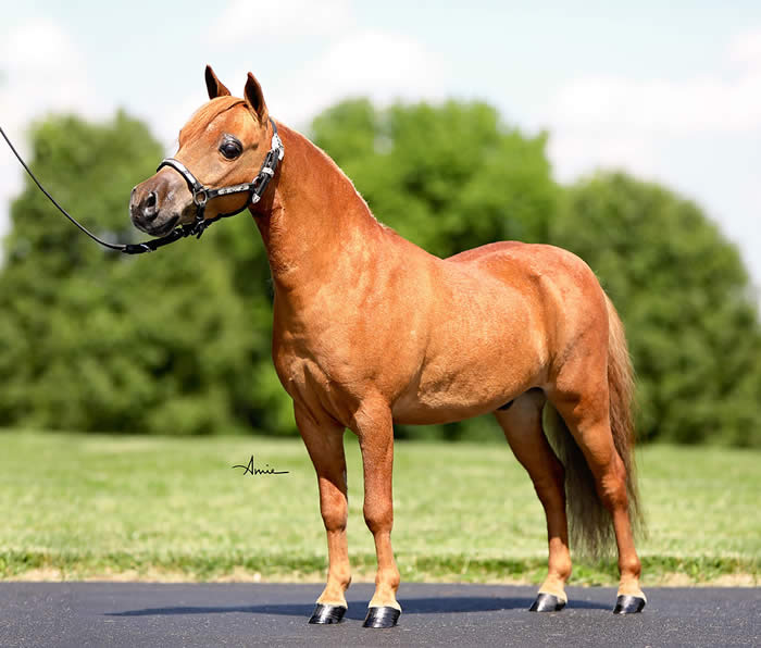 Miniature Geldings for Sale from MiniHorseSales.com