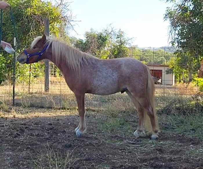 Miniature Geldings for Sale from MiniHorseSales.com