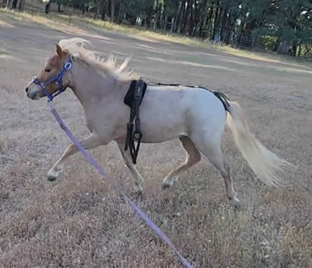 Miniature Geldings for Sale from MiniHorseSales.com