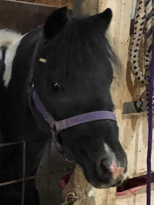 Miniature Geldings for Sale from MinisHorseSale.com