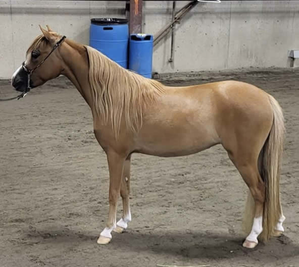 Miniature Mares for Sale from top US breeders