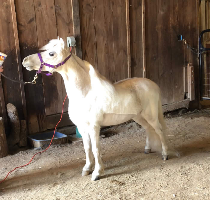 Miniature Geldings for Sale from MiniHorseSales.com