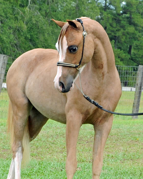 Mini Horse Junior Geldings for Sale