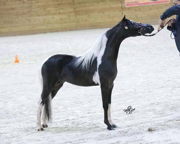 Miniature Geldings for Sale from MiniHorseSales.com